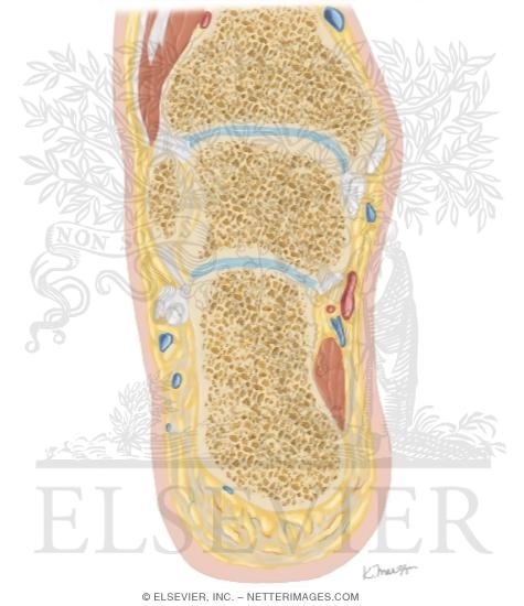 Cross Section of the Ankle and Foot: Coronal View