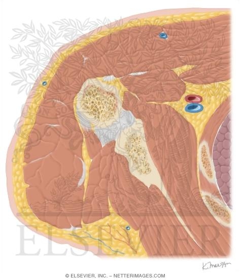 Cross Section of the Arm: Axial View