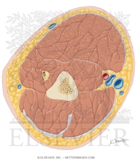 Cross Section of the Arm: Axial View