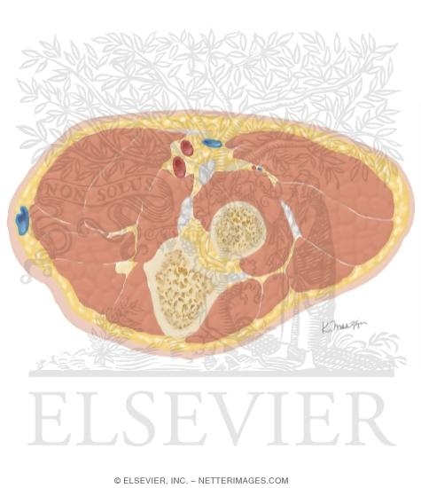 Cross Section of the Elbow: Axial View