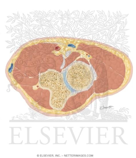 Cross Section of the Elbow: Axial View