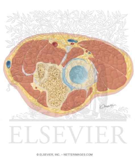 Cross Section of the Elbow: Axial View