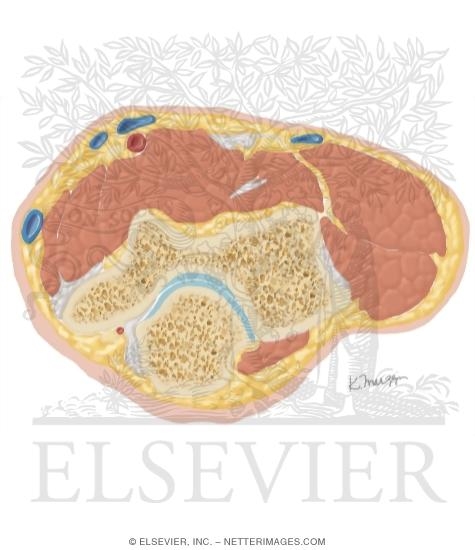 Cross Section of the Elbow: Axial View