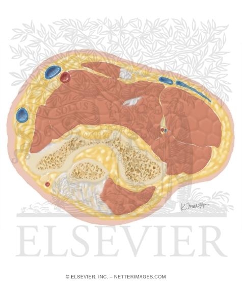 Cross Section of the Elbow: Axial View