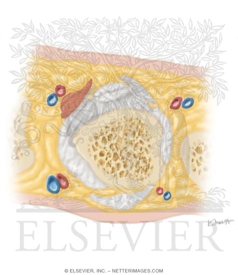 Cross Section of the Hand: Axial View
