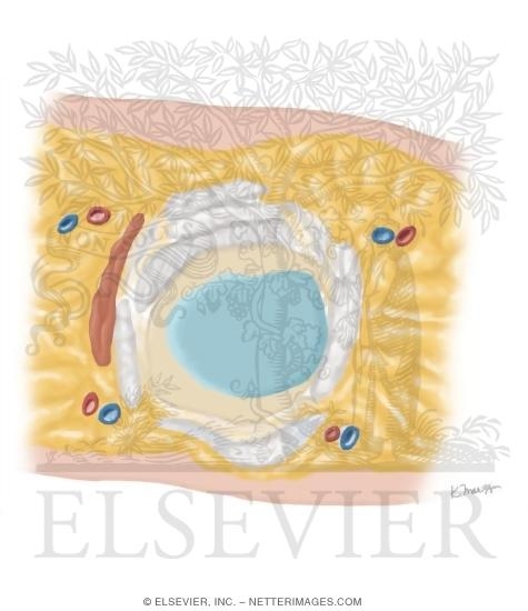 Cross Section of the Hand: Axial View