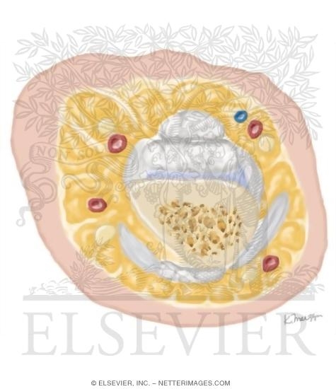 Cross Section of the Hand: Axial View