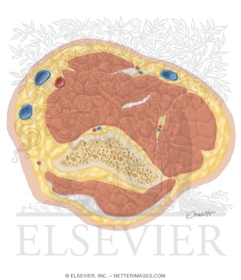 Cross Section of the Elbow: Axial View