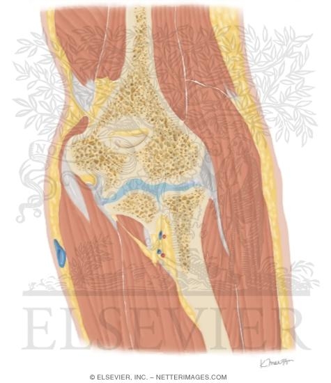 Cross Section of the Elbow: Coronal View