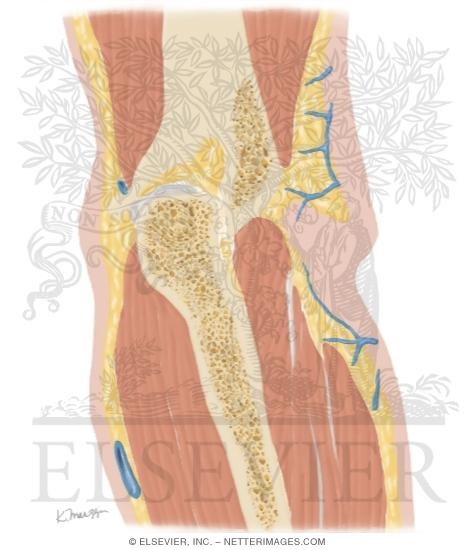 Cross Section of the Elbow: Coronal View
