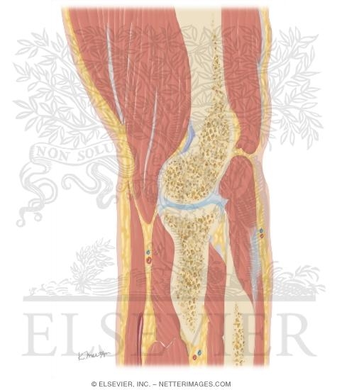 Cross Section of the Elbow: Sagittal View