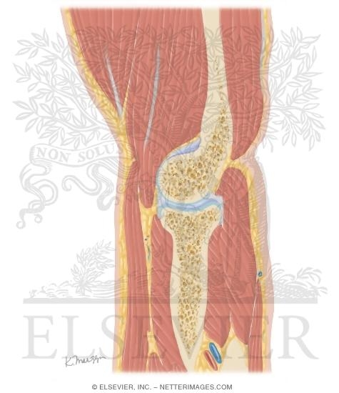 Cross Section of the Elbow: Sagittal View
