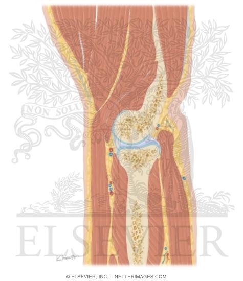 Cross Section of the Elbow: Sagittal View
