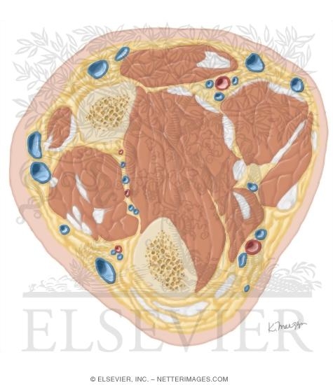 Cross Section of the Forearm: Axial View