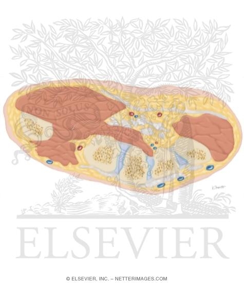 Cross Section of the Hand: Axial View