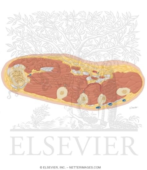 Cross Section of the Hand: Axial View