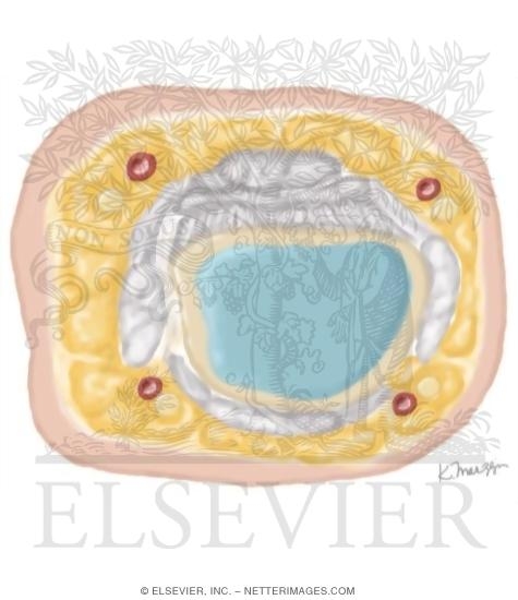 Cross Section of the Hand: Axial View