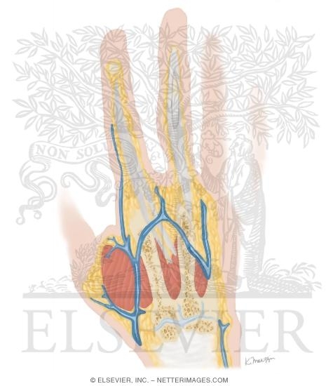 Cross Section of the Hand: Coronal View