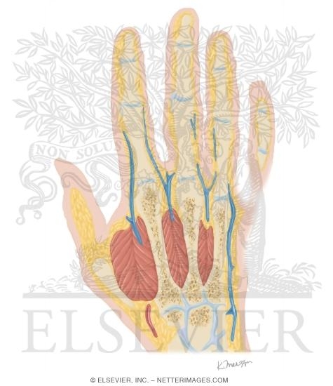 Cross Section of the Hand: Coronal View