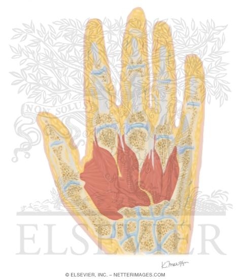 Cross Section of the Hand: Coronal View