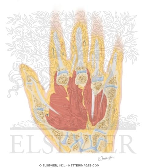 Cross Section of the Hand: Coronal View