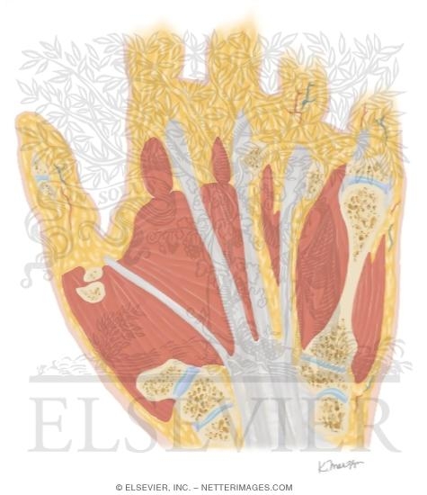 Cross Section of the Hand: Coronal View