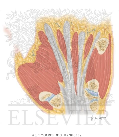 Cross Section of the Hand: Coronal View