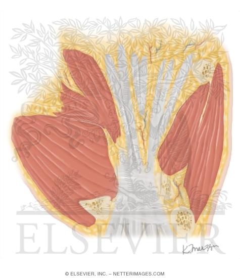 Cross Section of the Hand: Coronal View