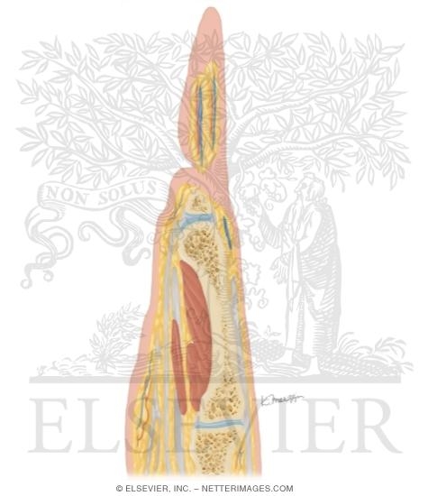 Cross Section of the Hand: Coronal View