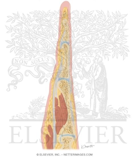Cross Section of the Hand: Coronal View