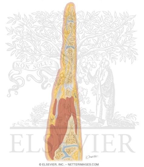 Cross Section of the Hand: Coronal View
