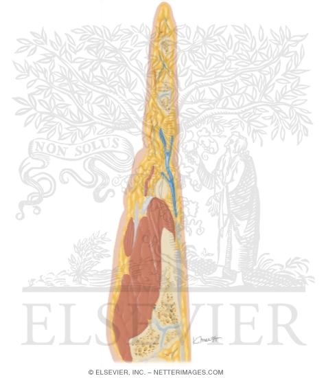 Cross Section of the Hand: Coronal View