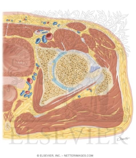 Cross Section of the Hip: Axial View