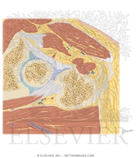 Cross Section of the Hip: Axial Oblique View