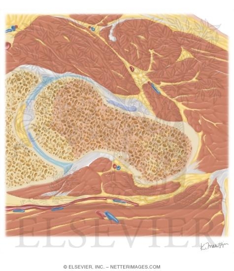 Cross Section of the Hip: Axial Oblique View
