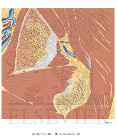 Cross Section of the Hip: Coronal Oblique View