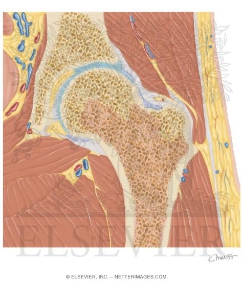 Cross Section of the Hip: Coronal View