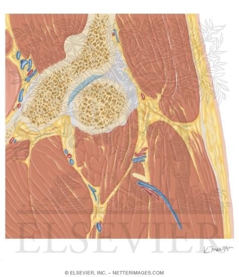 Cross Section of the Hip: Coronal View