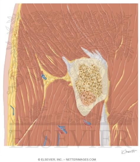 Cross Section of the Hip: Sagittal View