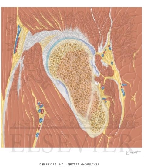 Cross Section of the Hip: Sagittal View