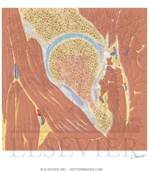 Cross Section of the Hip: Sagittal View
