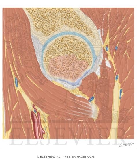 Cross Section of the Hip: Sagittal View