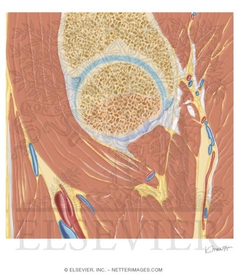 Cross Section of the Hip: Sagittal View