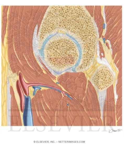 Cross Section of the Hip: Sagittal View