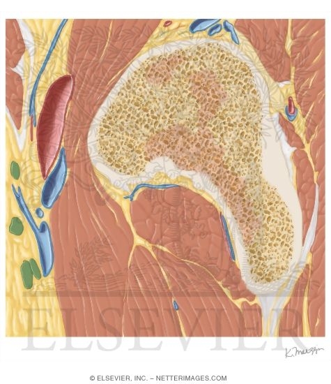 Cross Section of the Hip: Sagittal View