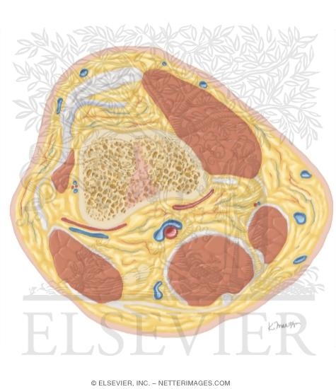 Cross Section of the Knee: Axial View