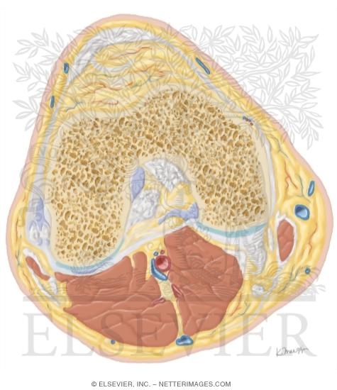 Cross Section of the Knee: Axial View