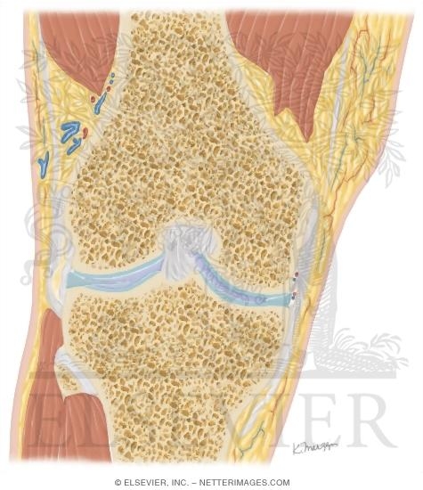 Cross Section of the Knee: Coronal View
