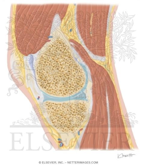 Cross Section of the Knee: Sagittal View