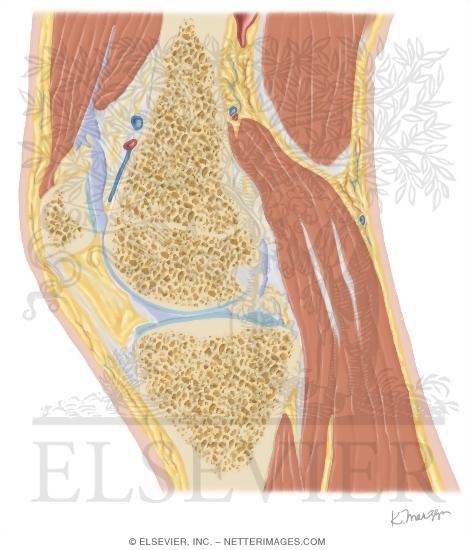 Cross Section of the Knee: Sagittal View
